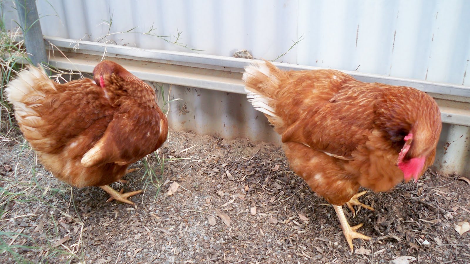 2 Happy Hens: Preening Time
