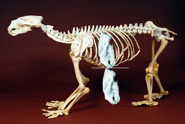 SonjebasaLand: Animal Drawing: How To Find Your Animal's Proportions