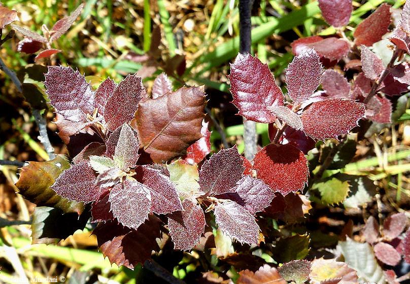Sangrando en verde: Las antocianinas, los colores de las plantas ...