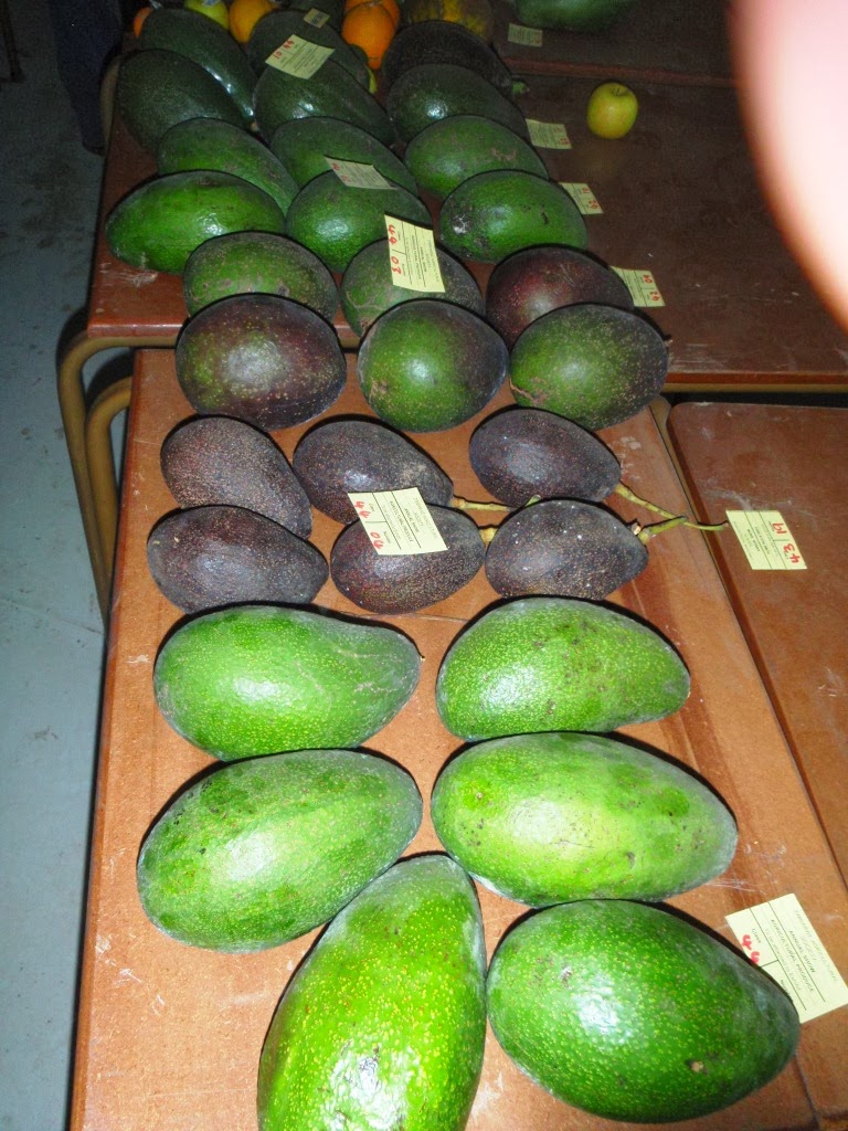 Xtremehorticulture of the Desert: 24 November 2013