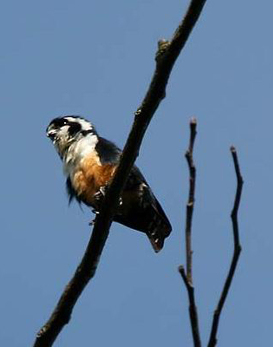 Dunia Binatang dan Hewan: Alap-alap Capung