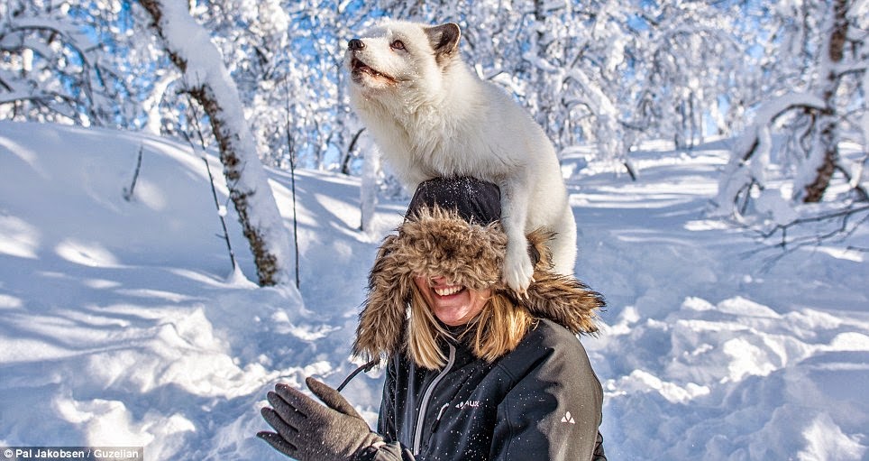 Un tierno e inusual encuentro entre zorros árticos, lobos y humanos ...