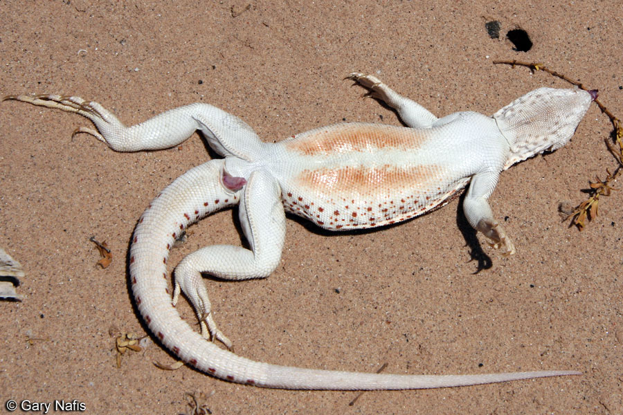 Desert Iguanas | The Life of Animals