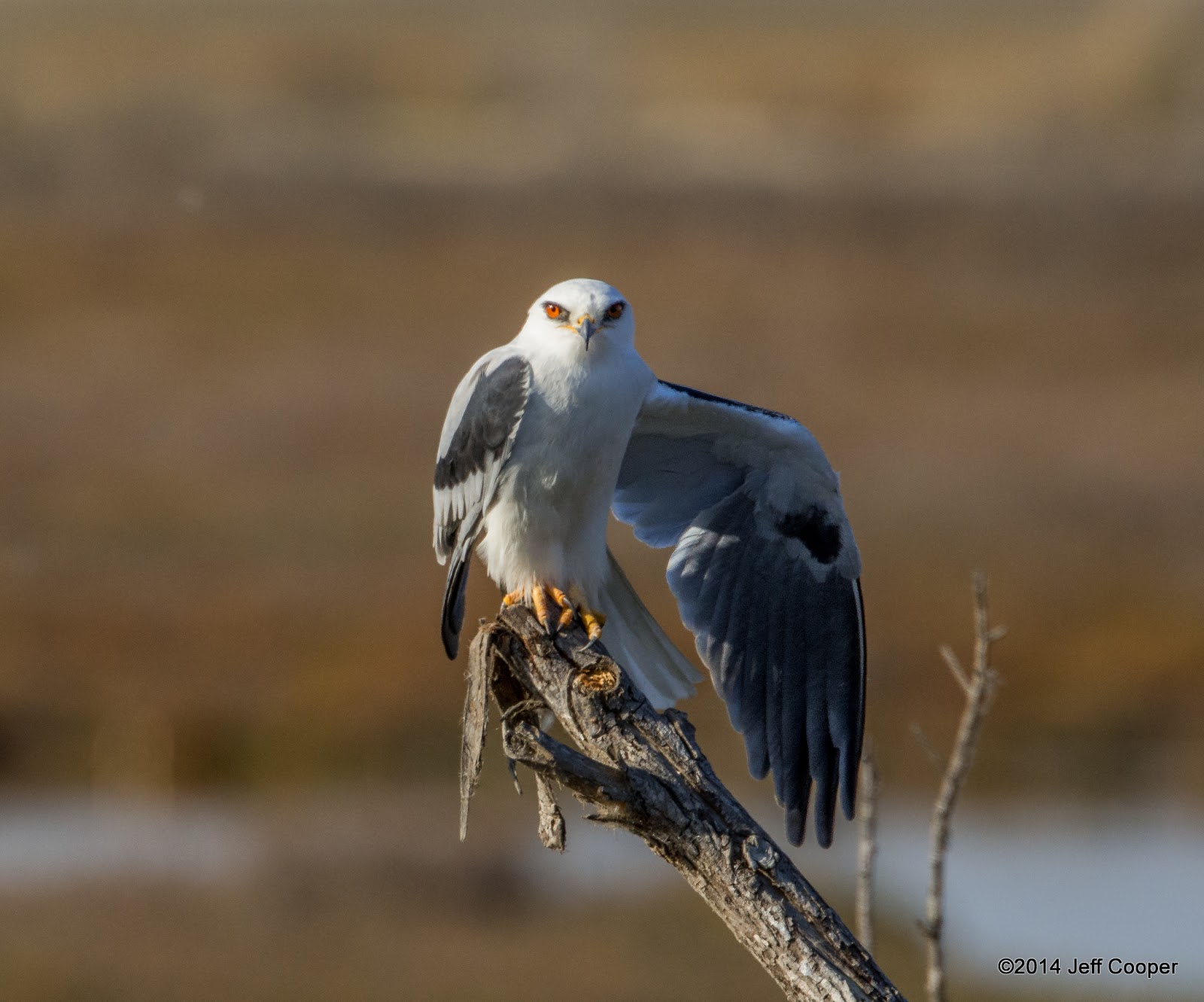 NeoVista Birds and Wildlife: White-tailed Kite Preening and Kiting