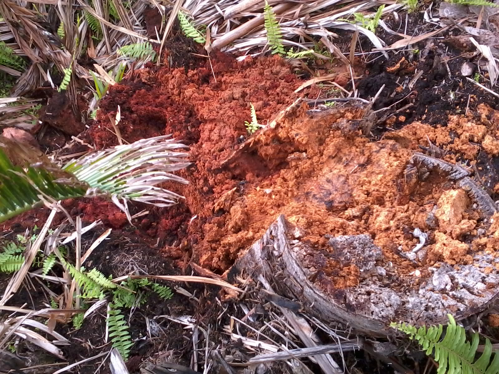 ako a melanau: KEGUNAAN POKOK RUMBIA