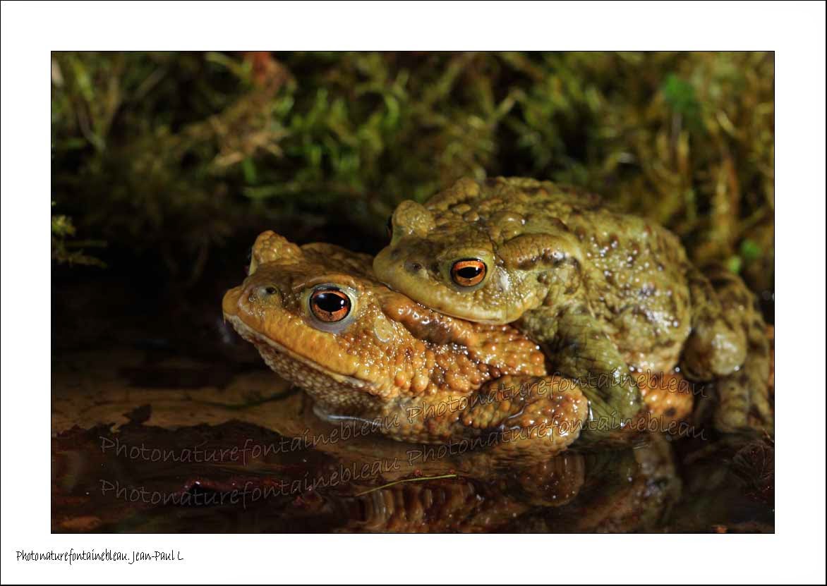 Crapauducs de la forêt de Fontainebleau. 2015 014