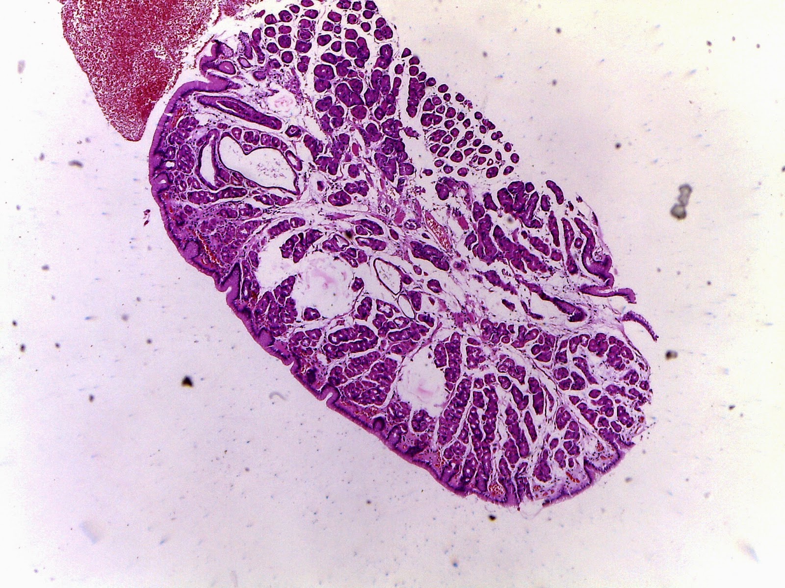 GASTROINTESTINAL AND LIVER HISTOLOGY PATHOLOGY ATLAS: STOMACH: FUNDIC ...