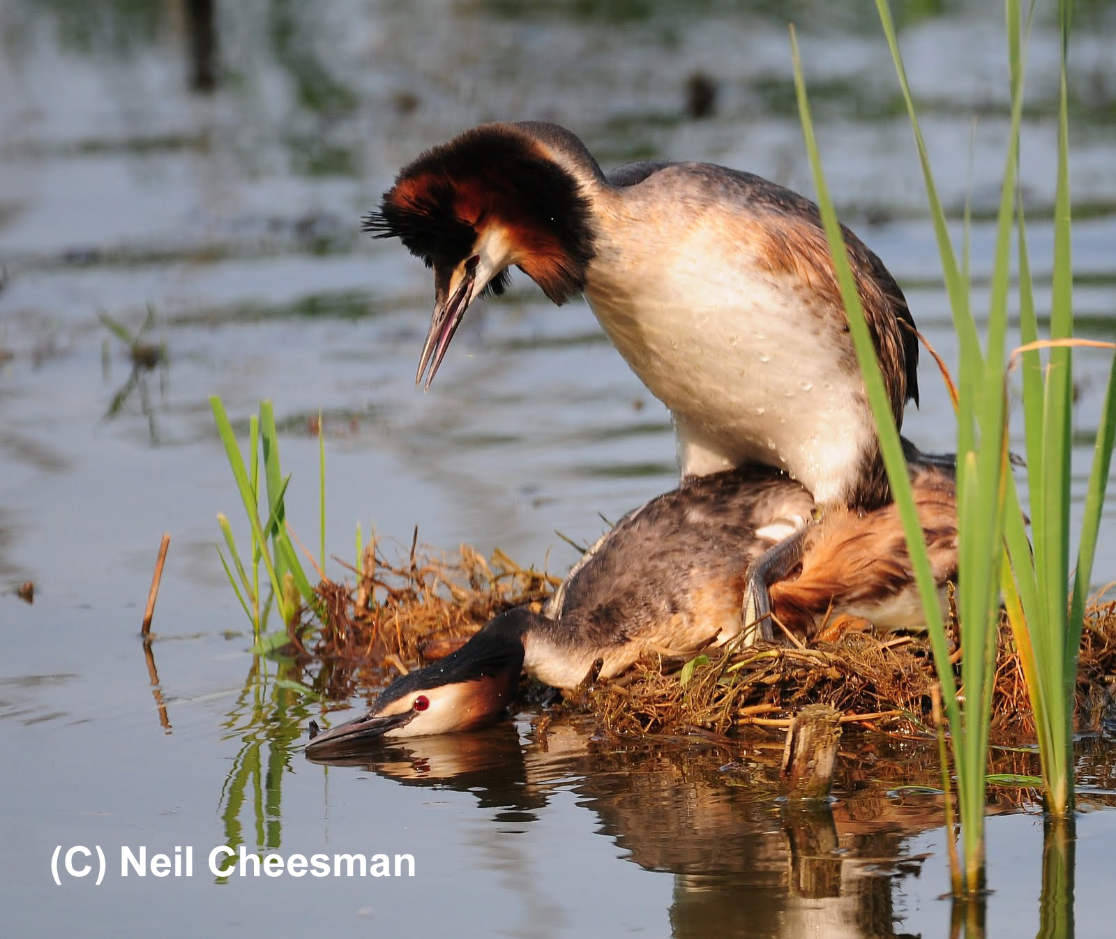 British Wildlife Photography: Great Crested Grebe