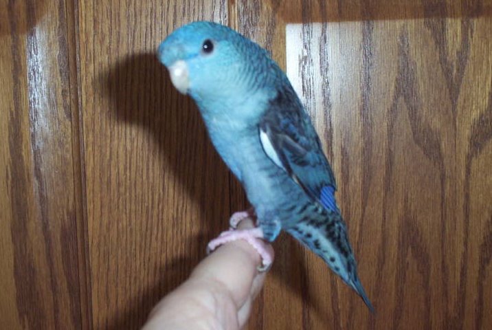 Turquoise Lineolated Parakeet