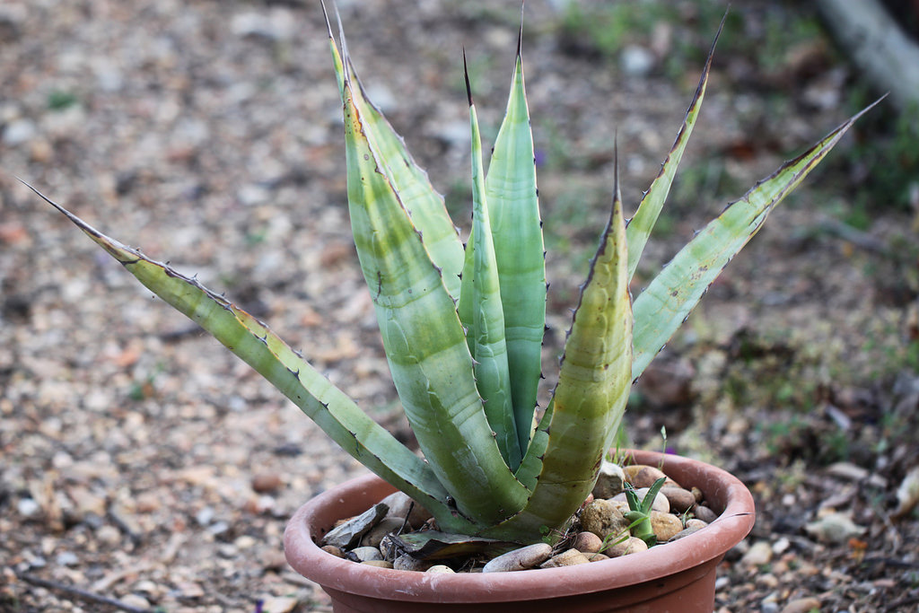 Grow and care Agave applanata succulents | Travaldo's blog