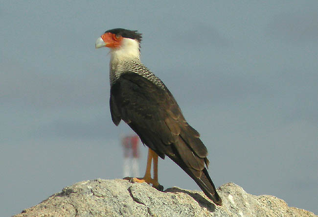Abe's Animals: Caracara species