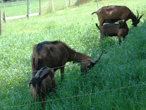 capre de lapte si de carne din import