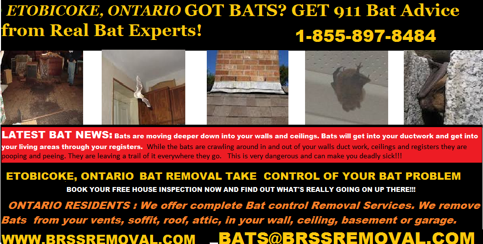 CAMBRIDGE AAA 1 WILDLIFE REMOVAL ANIMAL PEST CONTROL SERVICES