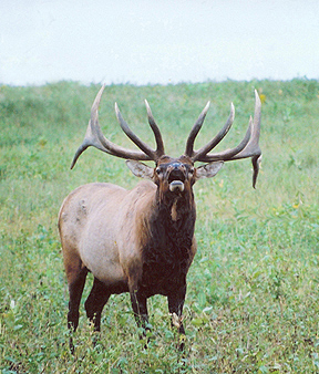 Paul's Hunting Blog: Michigan Elk?