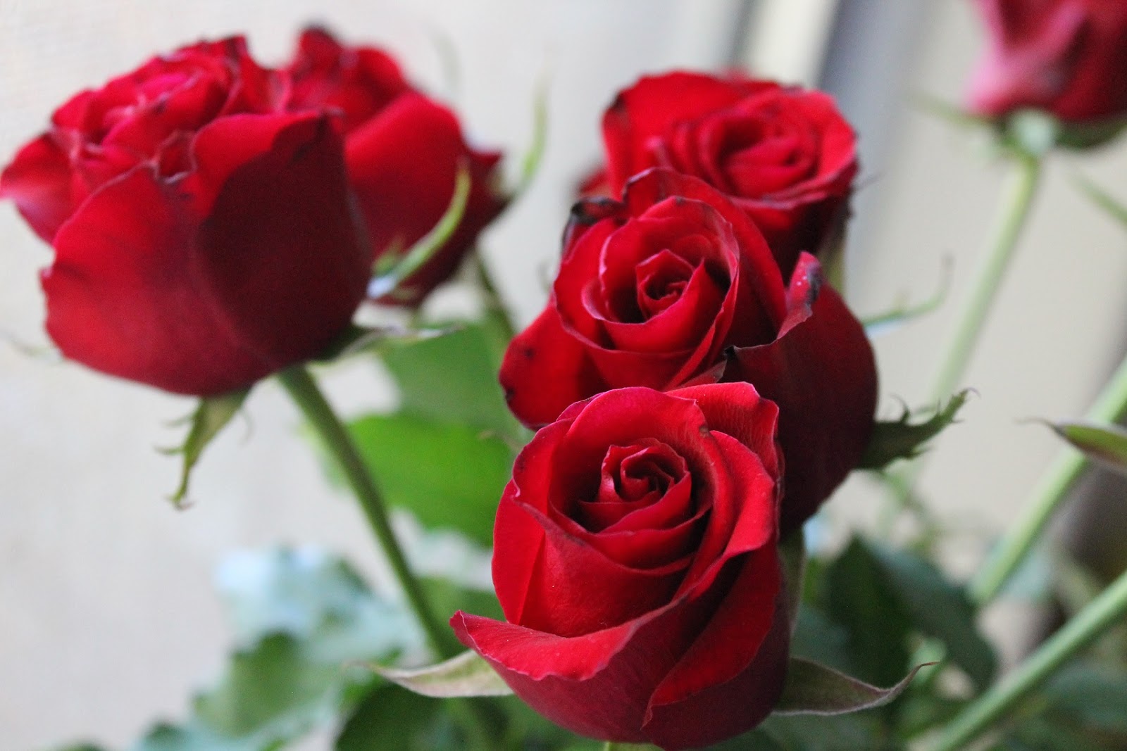 umiyumi2 : our life in perth, WA: Ros merah hati dan telur yang tak ...