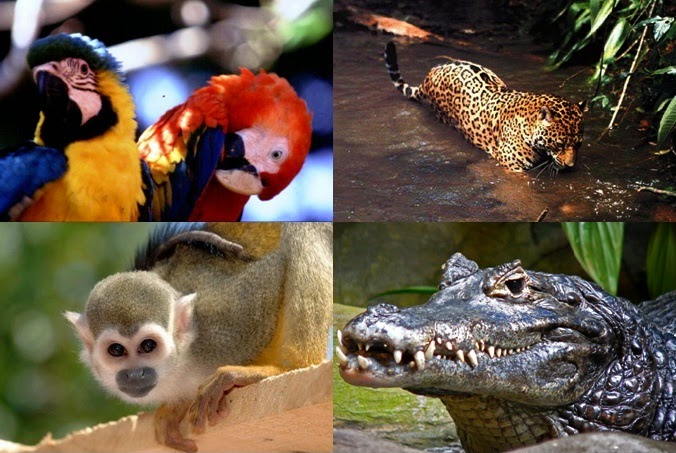 fauna y flora de colombia: region amazónica