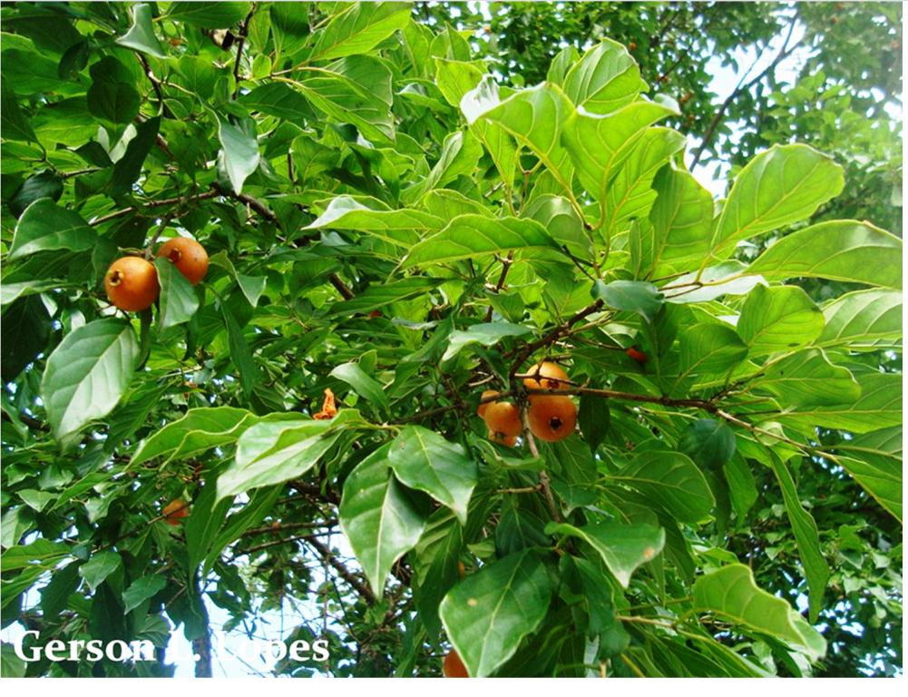 Estágio no Sítio dos Herdeiros: A guabiroba (gabirobeira, gabirobeira ...