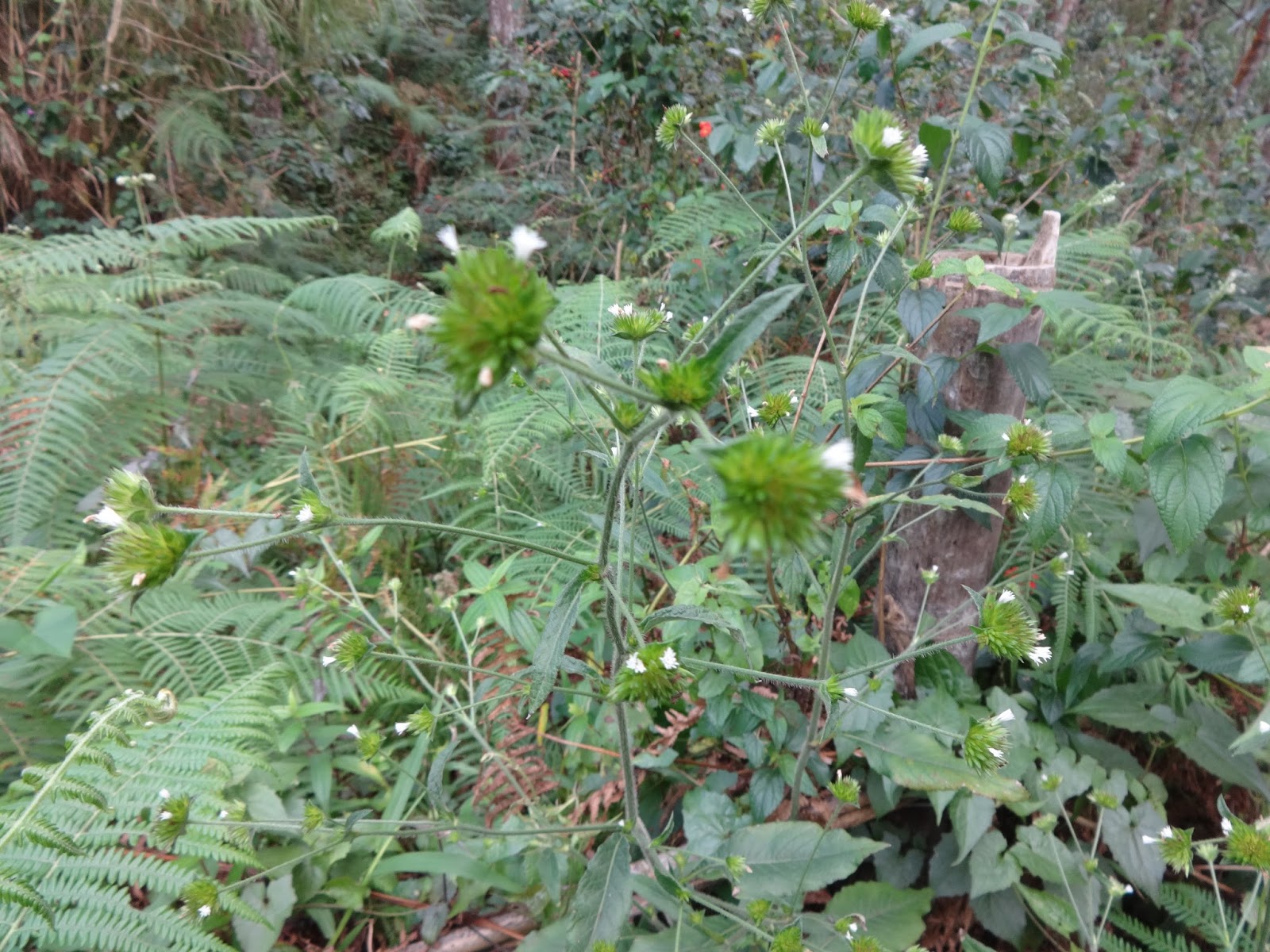 Herbs from Distant Lands: Elephantopus scaber, Elephantopus mollis ...