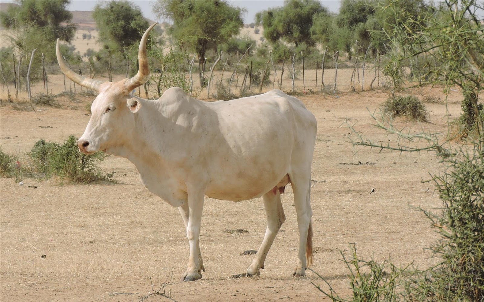 Birding for a Lark: Lake Ganky