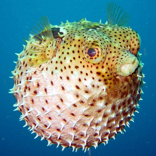 FUGU- Balloon Fish - WorldsAnimals.com