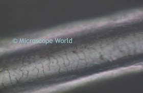 Microscope World Blog: Human Hair at 500x