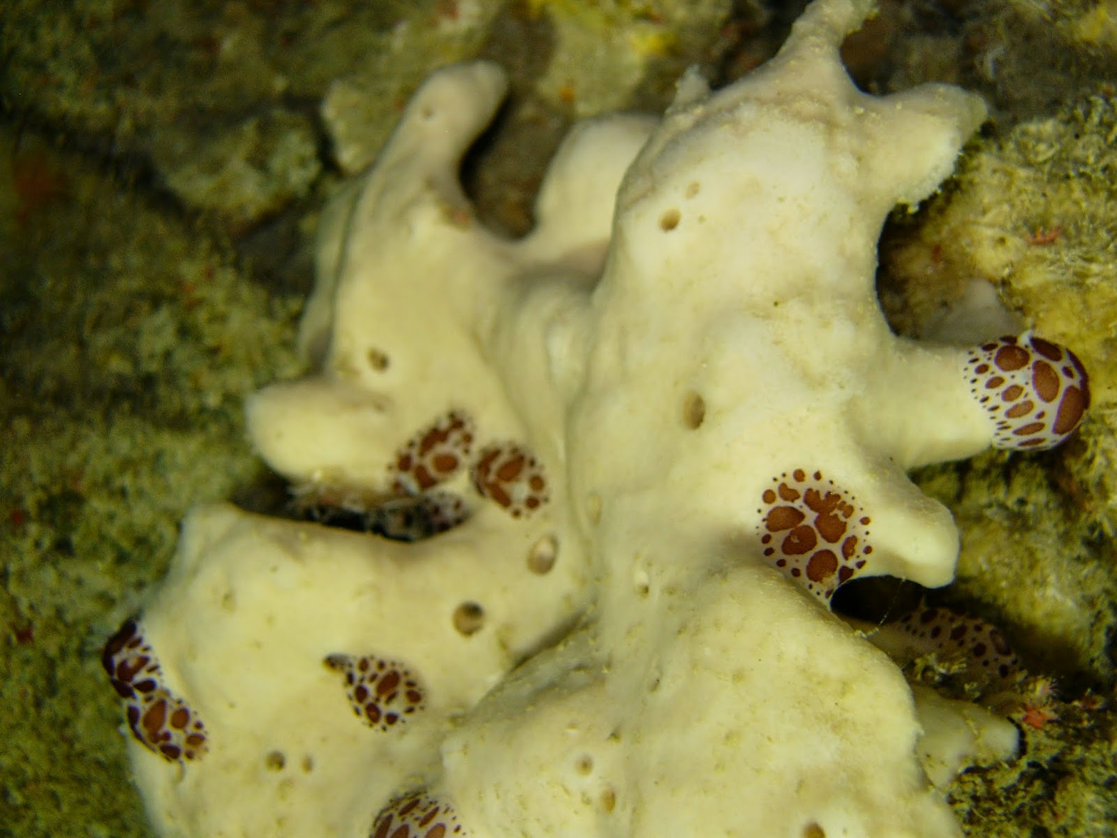 Sea LIfe: Seasnails from Crete