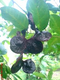 BENIH UNGGUL: CARA MUDAH BUDIDAYA JENGKOL