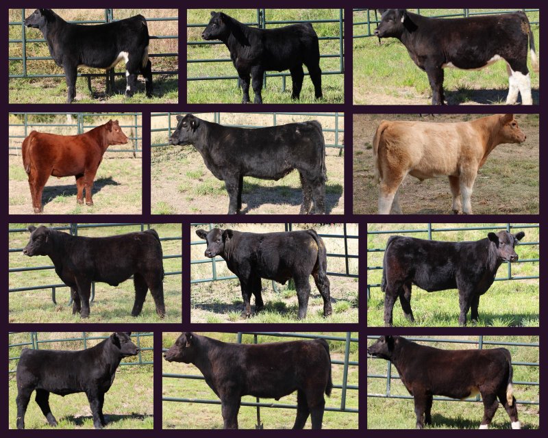 Barker Cattle Company: Showcalves on Parade!