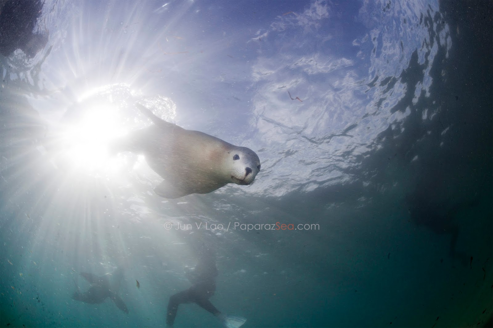 Dive with Seals at Hopkins Island, South Australia - PaparazSea