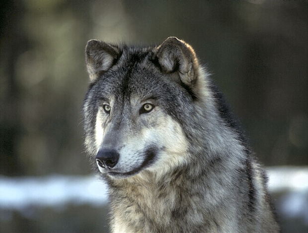 Curiosidades desde Italia.: LA FAUNA Y FLORA. Animali tipici italiani...