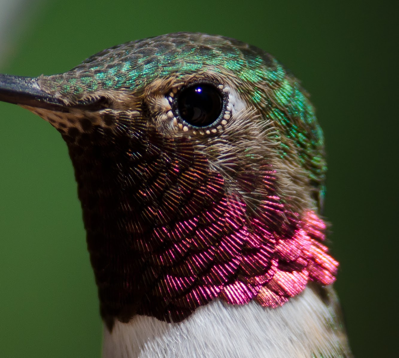 Gordon's Birding Adventures: A Big Day -- 8 June 2013