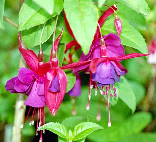 HOW TO TAKE CUTTINGS FROM FUCHSIA |The Garden of Eaden