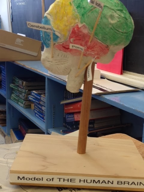Mrs. Mendelson's Class: Grade 5 Human Body Projects - take a look!