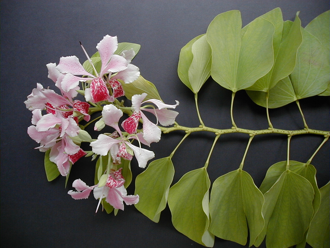 Mororó - Bauhinia cheilantha