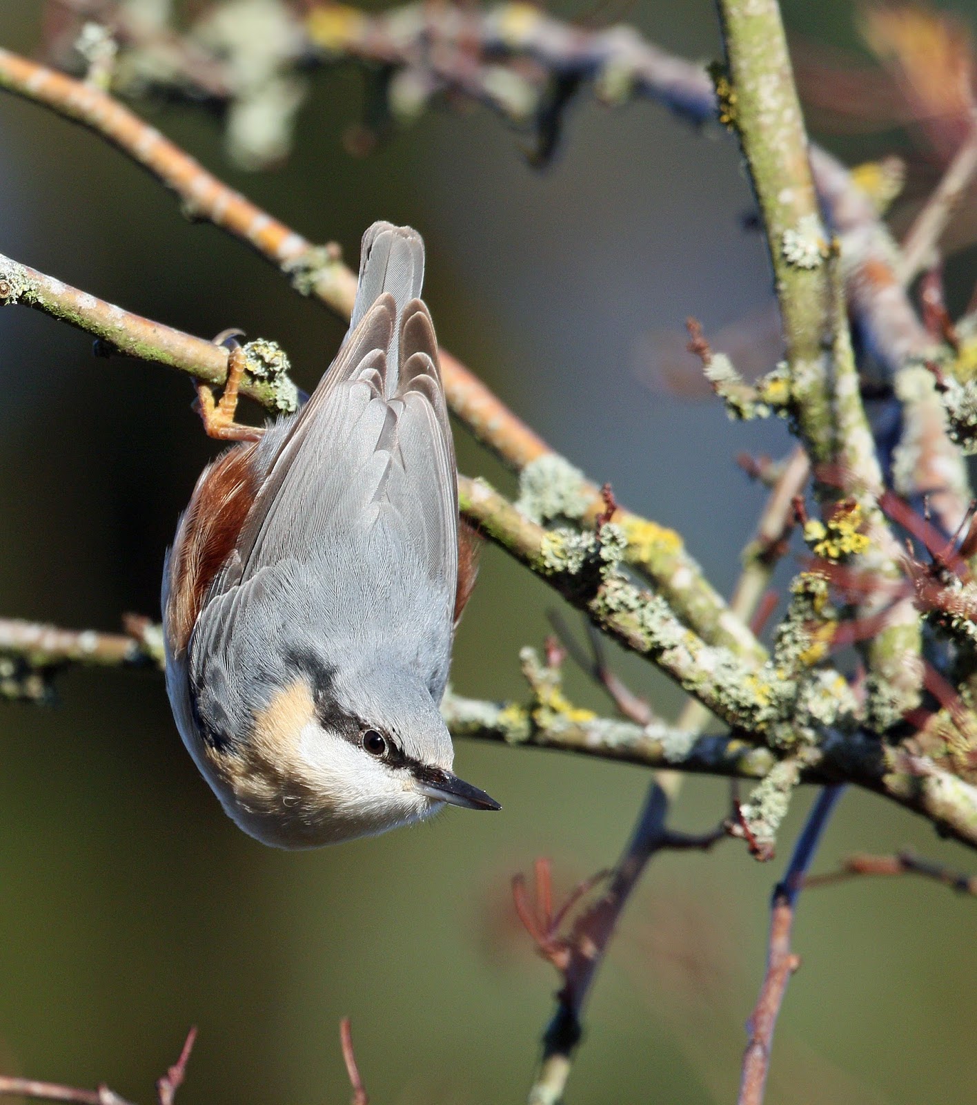 MONTGOMERYSHIRE BIRDS: Powis Park