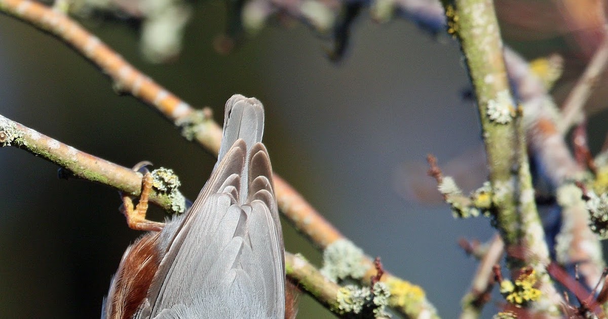 MONTGOMERYSHIRE BIRDS: Powis Park