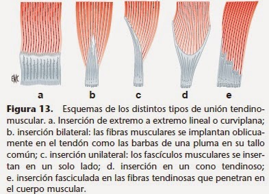 Kinesiología y Rehabilitación para Todos: Tendón: Anatomía y Fisiología