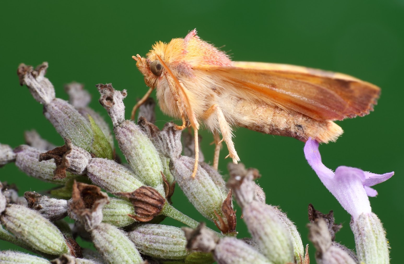 JJ's Photographic nature blog: What a carry on...