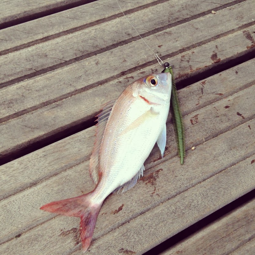 ROCK FISHING EN MEDITERRANEE: Pageot en Rockfishing sur Power Isome Marukyu