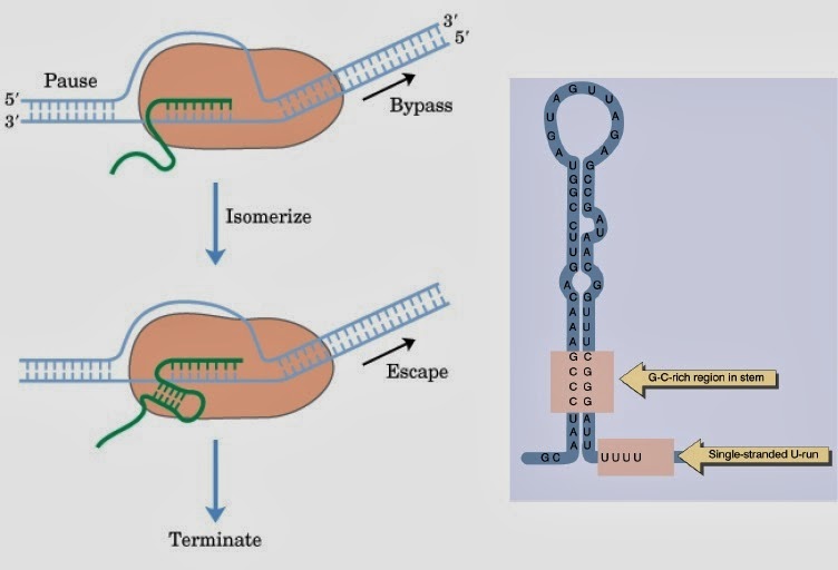 Doença de Crohn: novas perspectivas: Proteina Rho