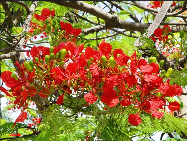 tropicalia: "acácias rubras em flor na cidades de Benguela e Moçâmedes ...