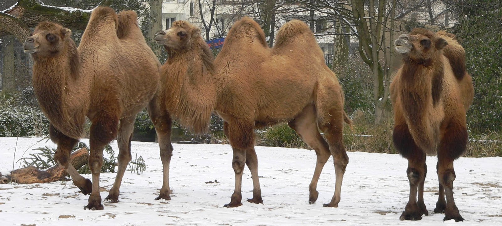 Unta Bactrian Yang Memiliki Dua Punuk - Ajaib dan Aneh