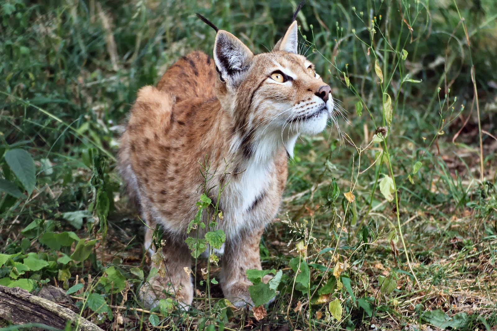 Animalia: Espécies: Lince Europeu