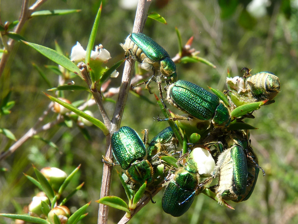 Catalogue of Organisms: The Melolonthinae: Chafers and June Bugs