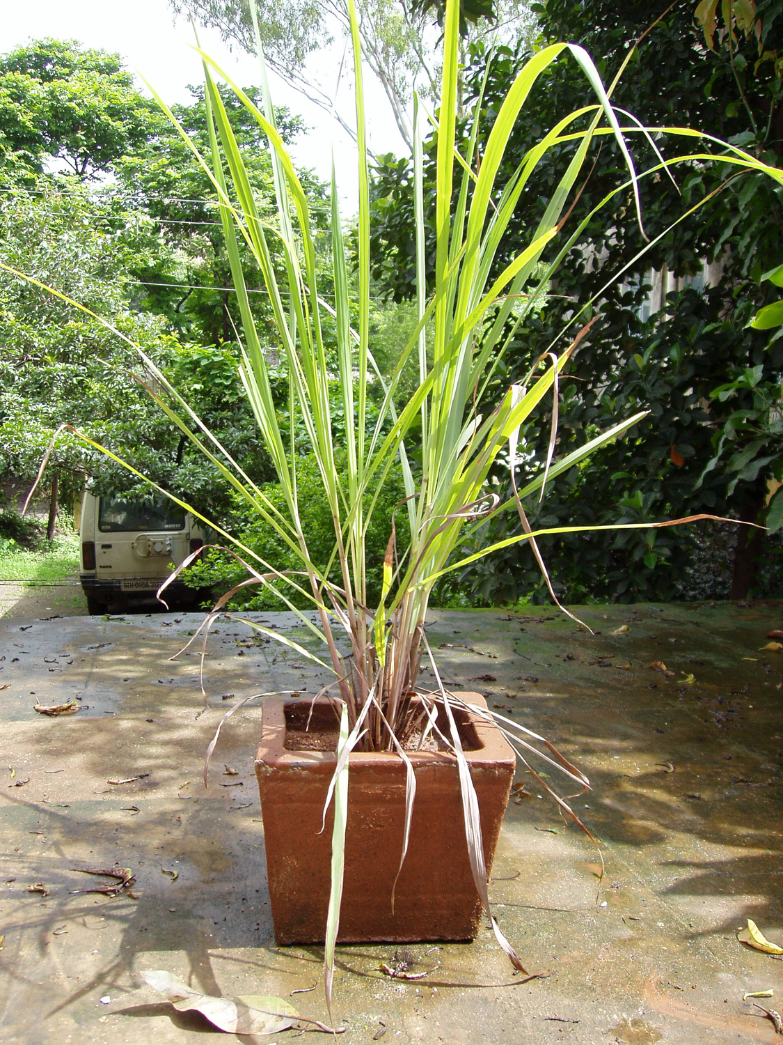 Aditya Ray Of Hope: Lemon Grass / Gavati Chaha / Cymbopogon flexuosus