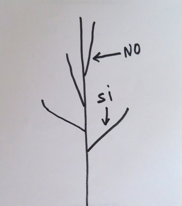 Cómo plantar un árbol o un arbusto