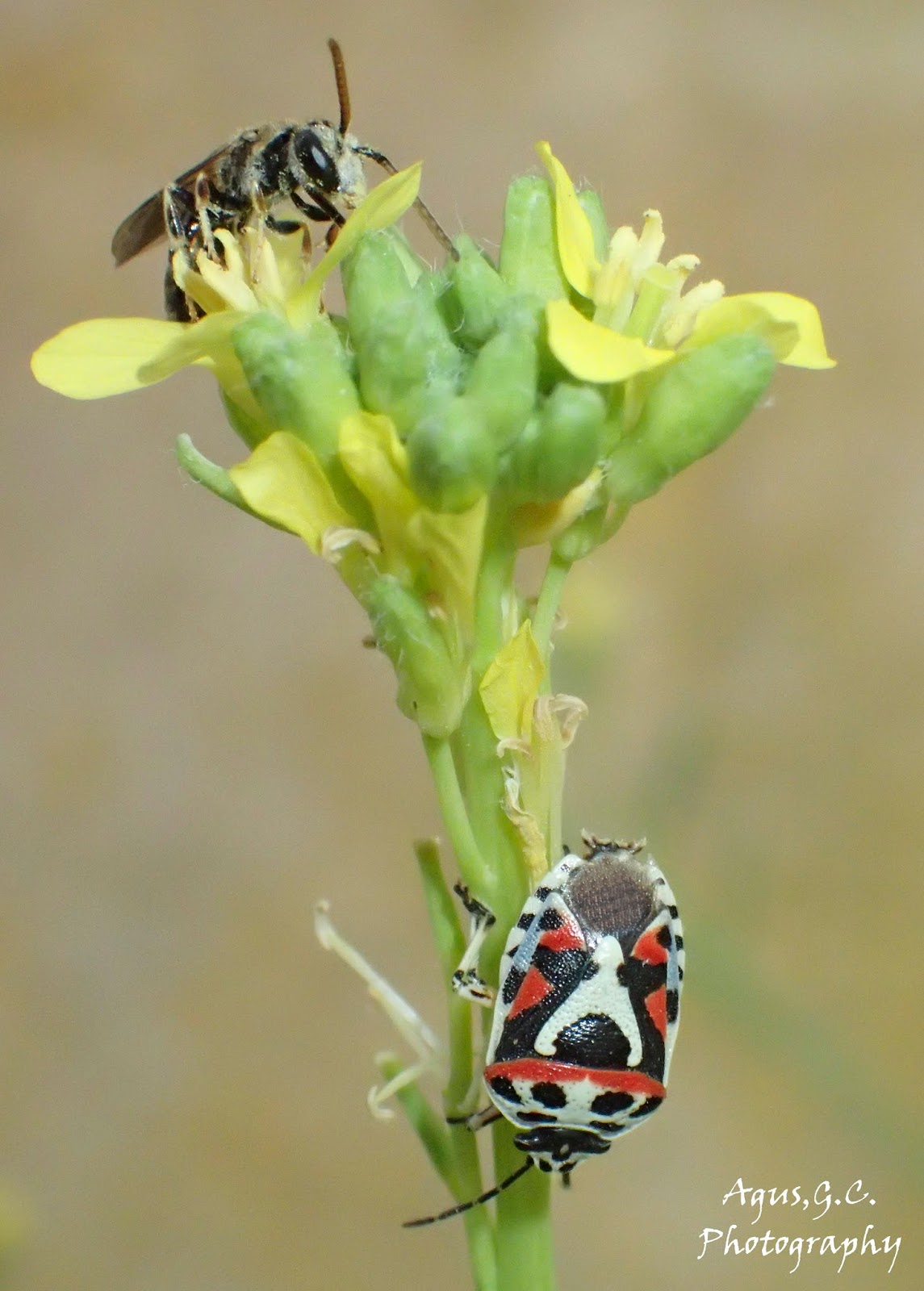 Associació Fotogràfica Jaume Oller: Eurydema ornata.