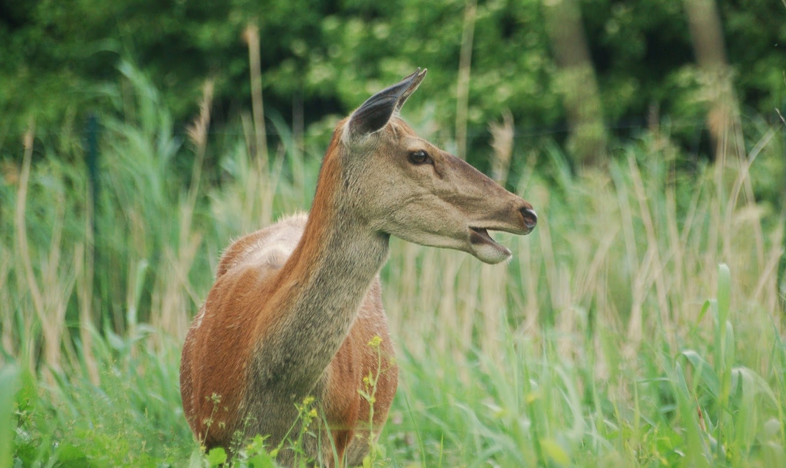 Natuurverslagen van Jonathan Leeuwis: Oostvaardersplassen