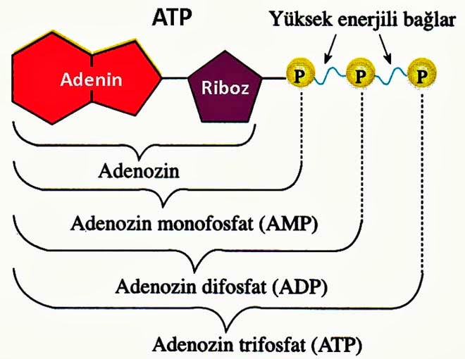 10.SINIF BİYOLOJİ KONULARI