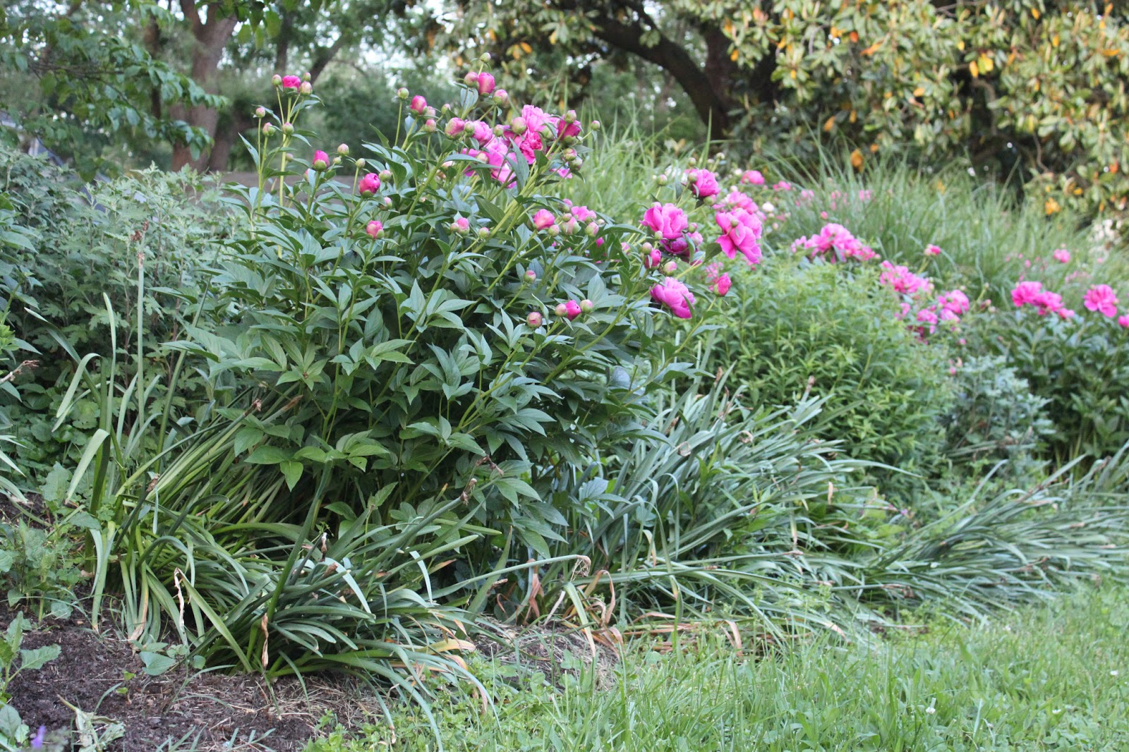 Pat's Addition: Peony Patch Glory